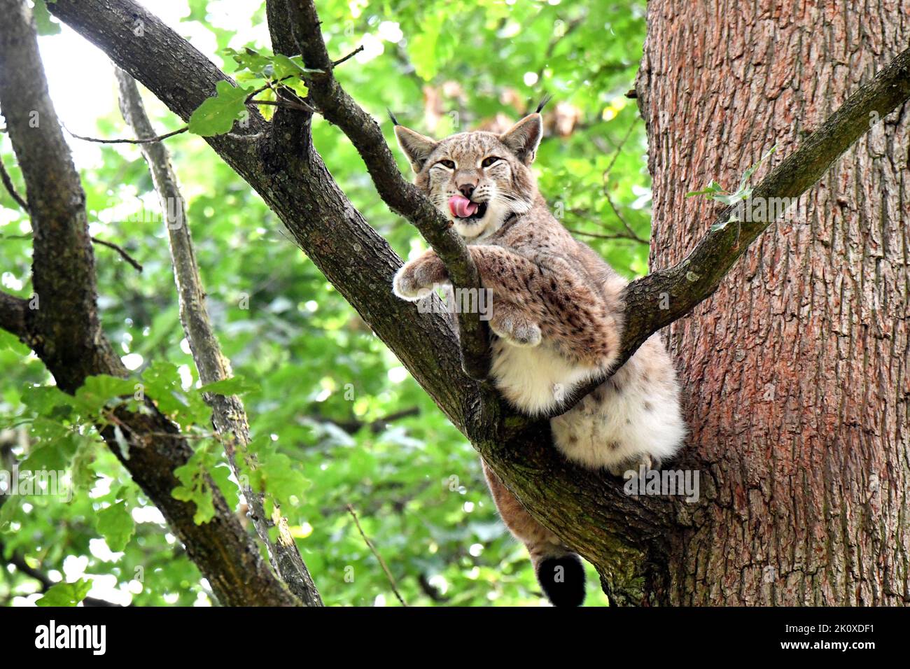 Luchs *** Local Caption *** Hunters, Hunters, Oak with lynx, Native ...