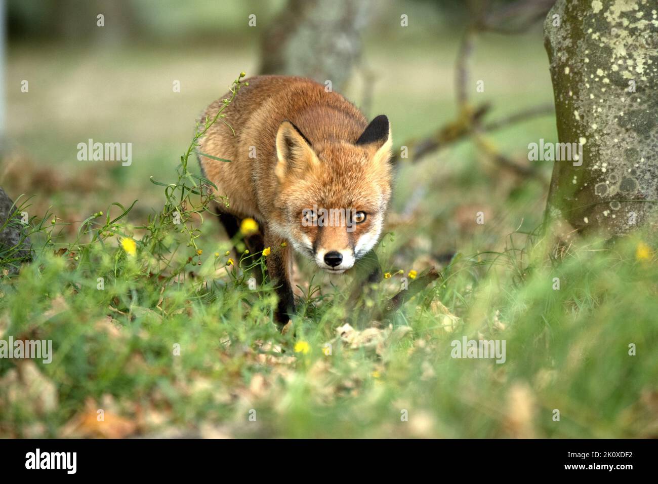 Junger Fuchs *** Local Caption *** European fox, fox, fox in autumn ...