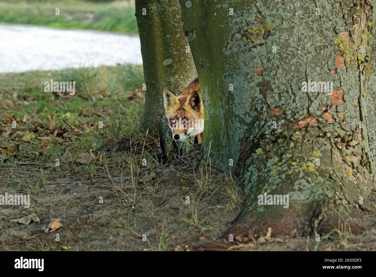 Junger Fuchs *** Local Caption *** European fox, fox, fox in autumn ...