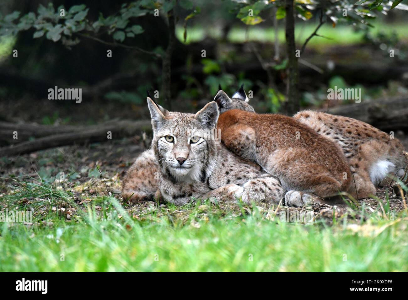 Luchs *** Local Caption *** Stalker, Stalking hunter, Native predator ...