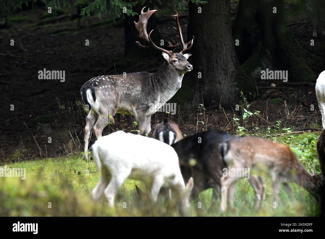 Damwild, Damwild *** Local Caption *** rutting season, cervids, dama ...