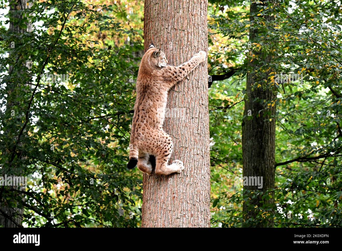 Luchs *** Local Caption *** Hunters, Hunters, Oak with lynx, Native ...