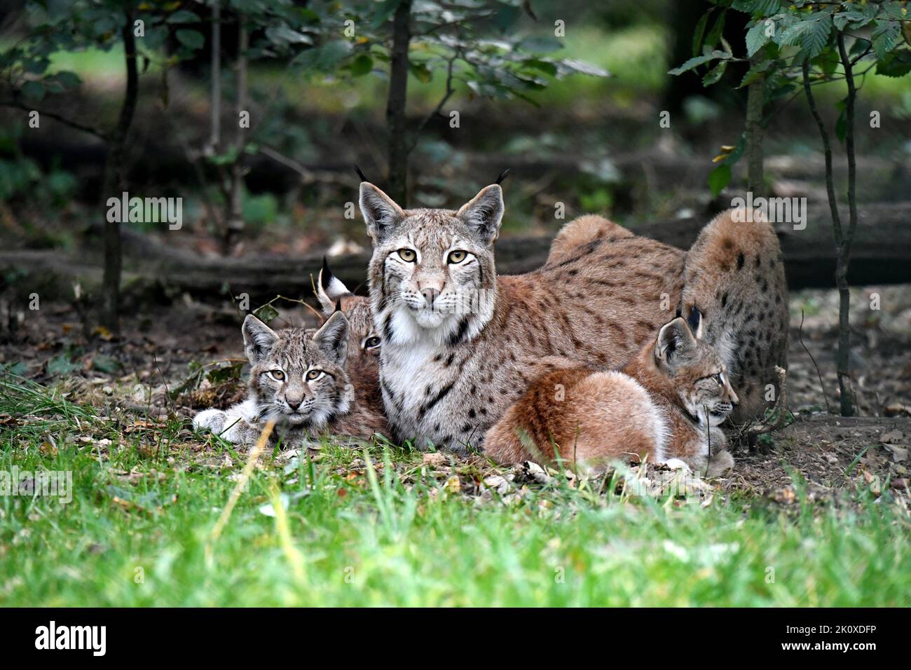 Luchs *** Local Caption *** Hunters, Hunters, Native predators, Endemic ...