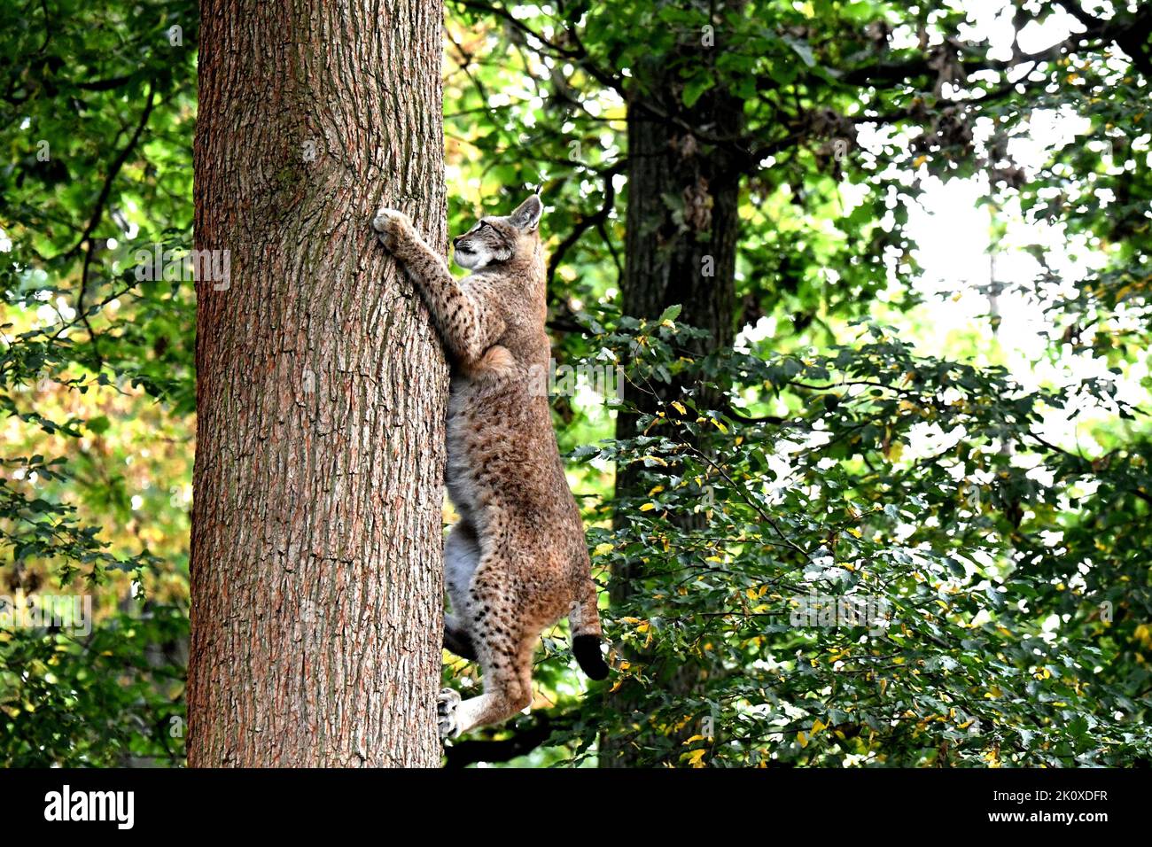 Luchs *** Local Caption *** Hunters, Hunters, Oak with lynx, Native ...