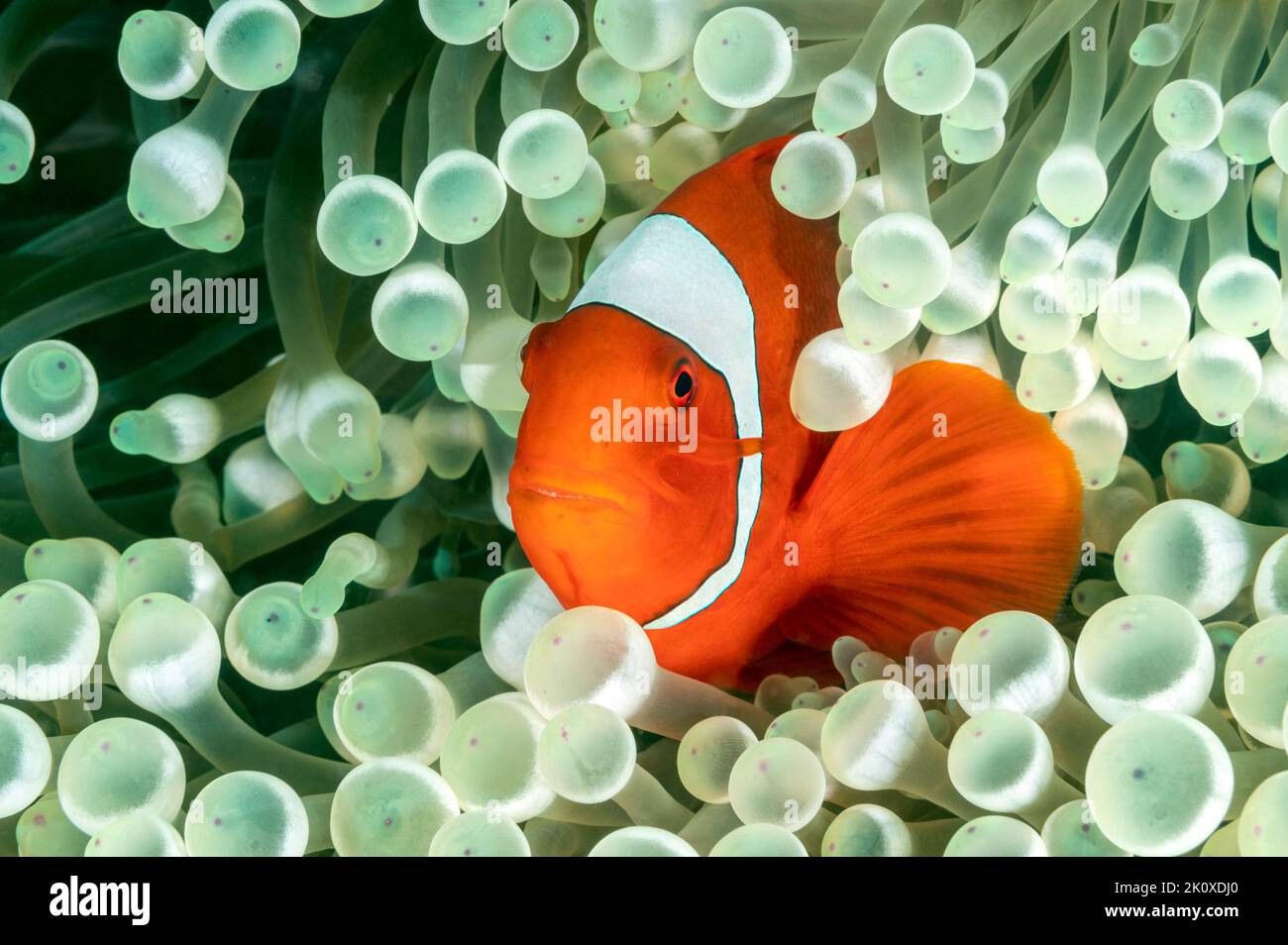 Spinecheek anemonefish, Premnas biaculeatus, in a bulb tentacle anemone ...