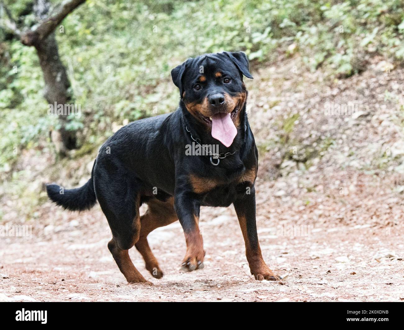 adult rottweiler running in the nature in summer Stock Photo - Alamy