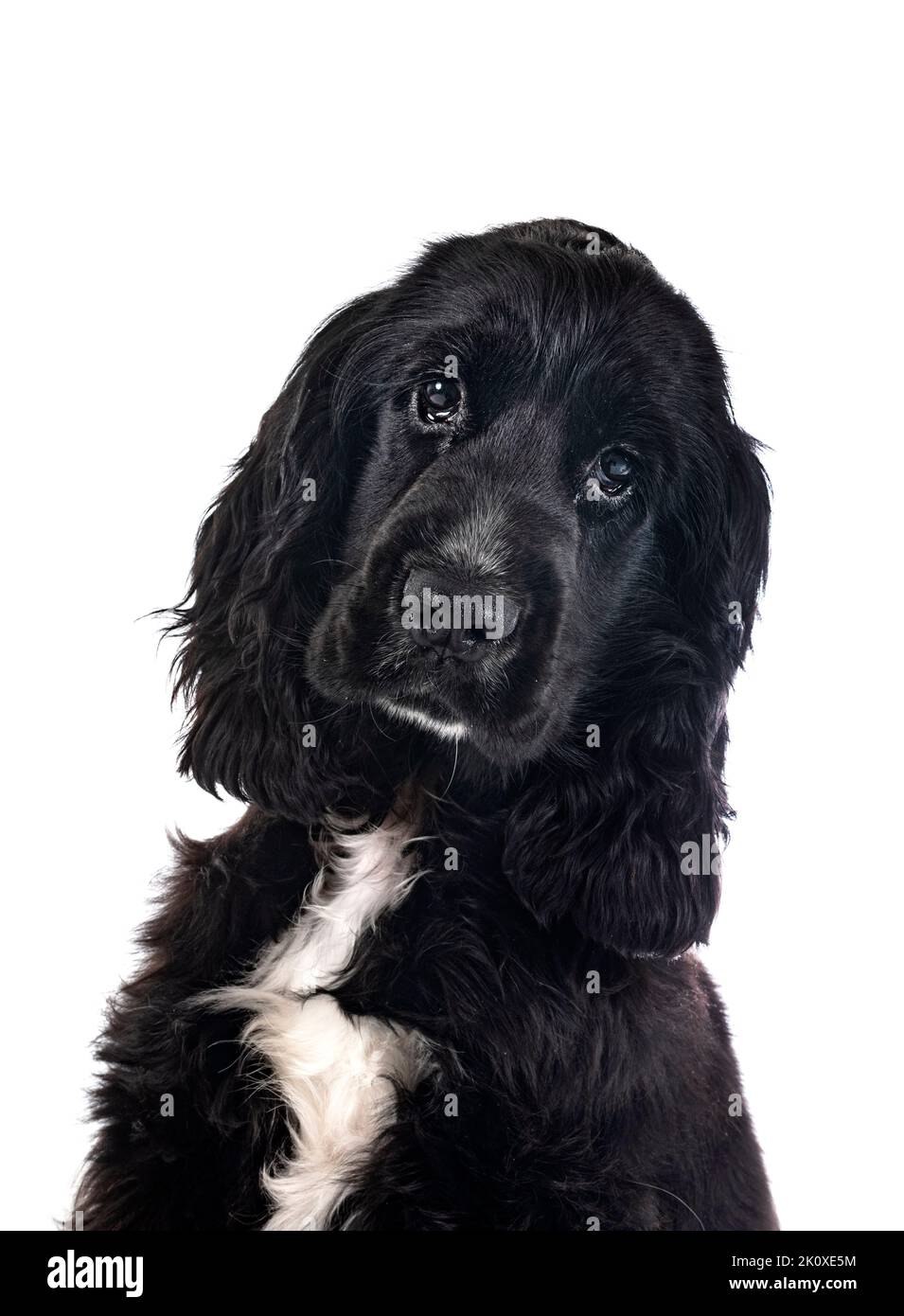 English Cocker Spaniel in front of white background Stock Photo - Alamy