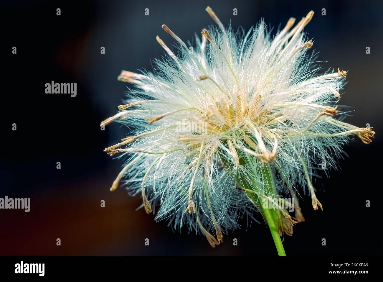A closeup shot of a white fluffy flower Stock Photo - Alamy