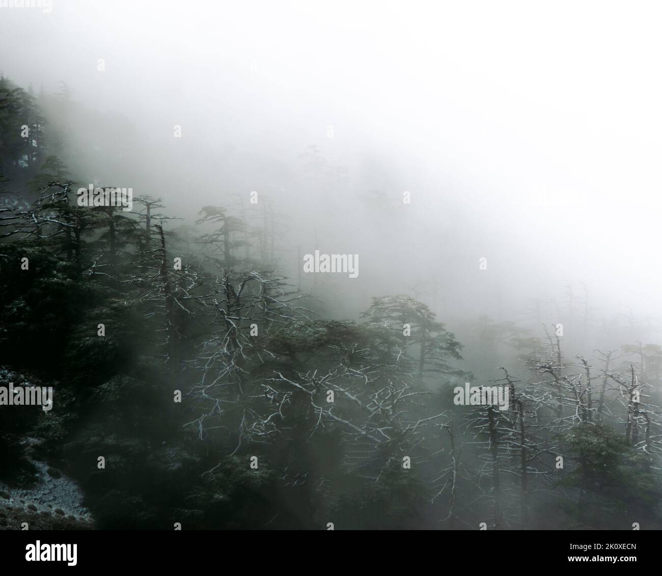 A group of deciduous forest trees on a foggy day Stock Photo - Alamy