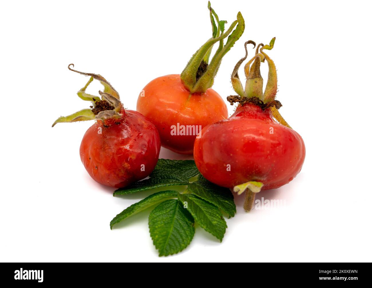 Flower potato rose rosa hi-res stock photography and images - Alamy