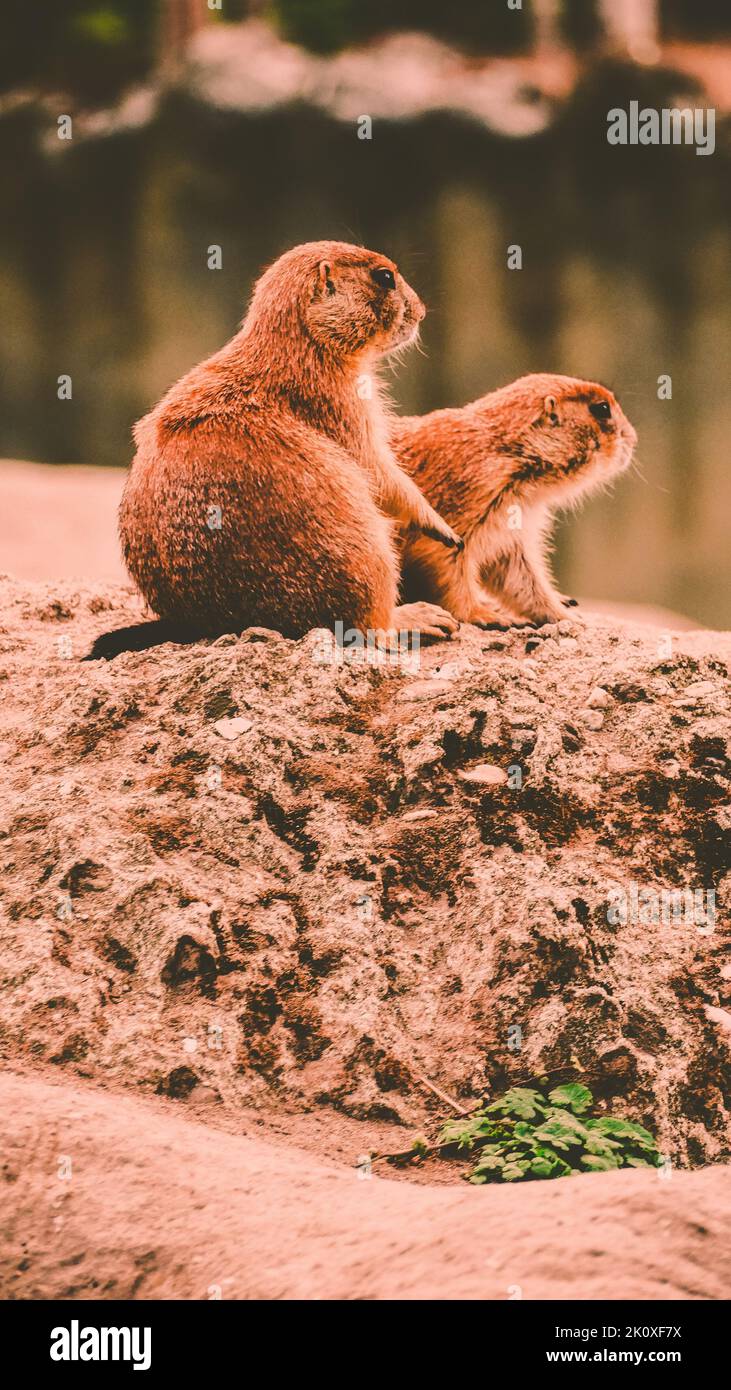 a vertical shot of gophers on the ground Stock Photo - Alamy