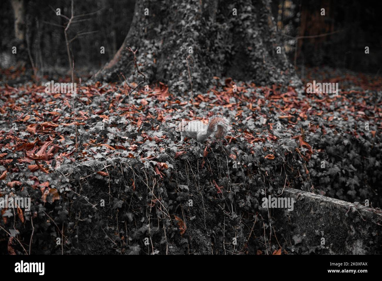 A beautiful landscape of a forest in autumn and a squirrel standing on ...