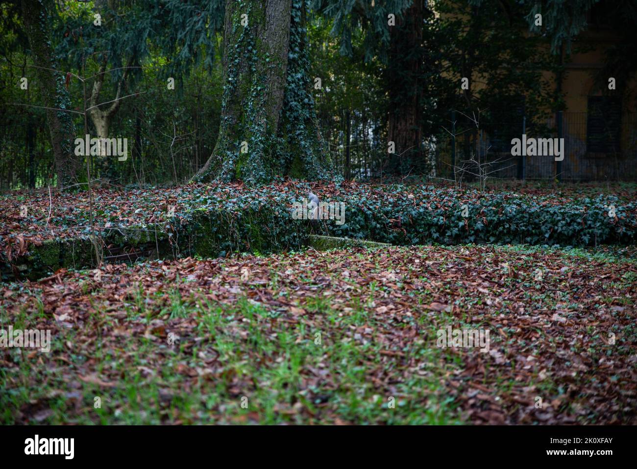 A beautiful landscape of a forest in autumn and a squirrel standing on ...