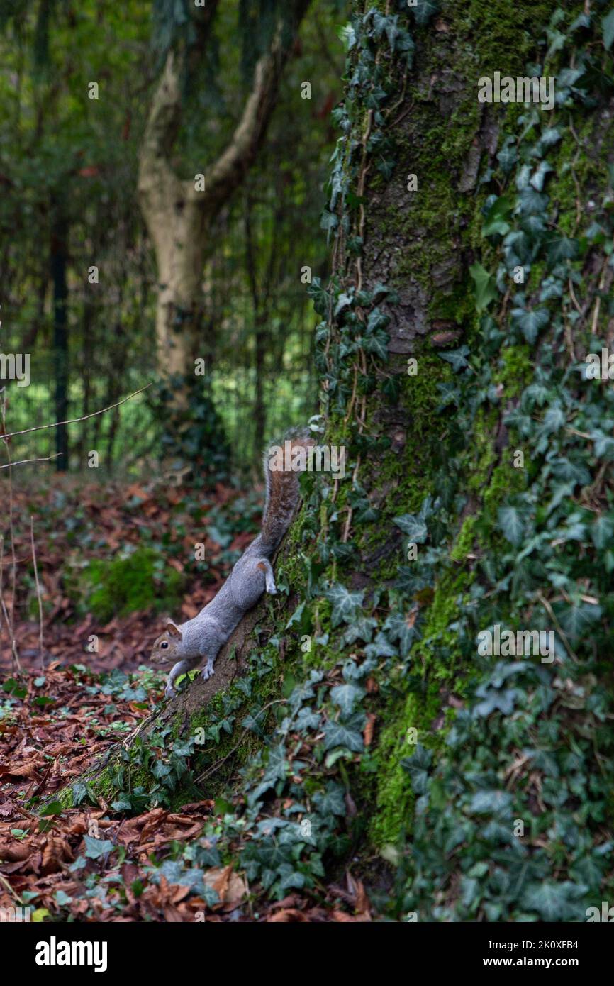 A vertical of a squirrel walking down the tree in autumn Stock Photo ...