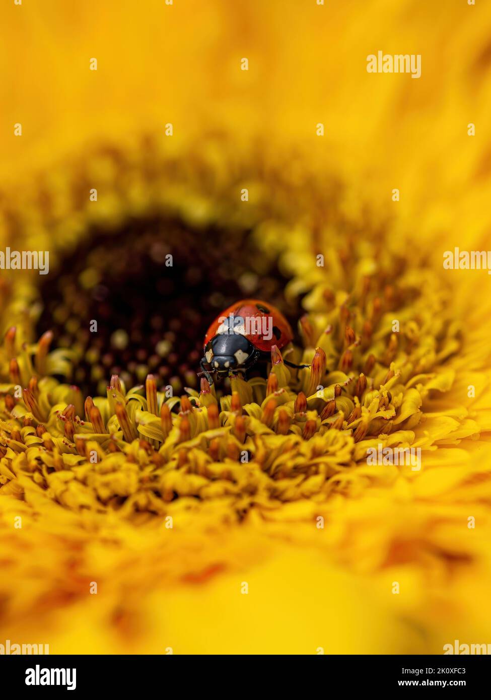 A vertical macro of a ladybug on a sunflower Stock Photo - Alamy