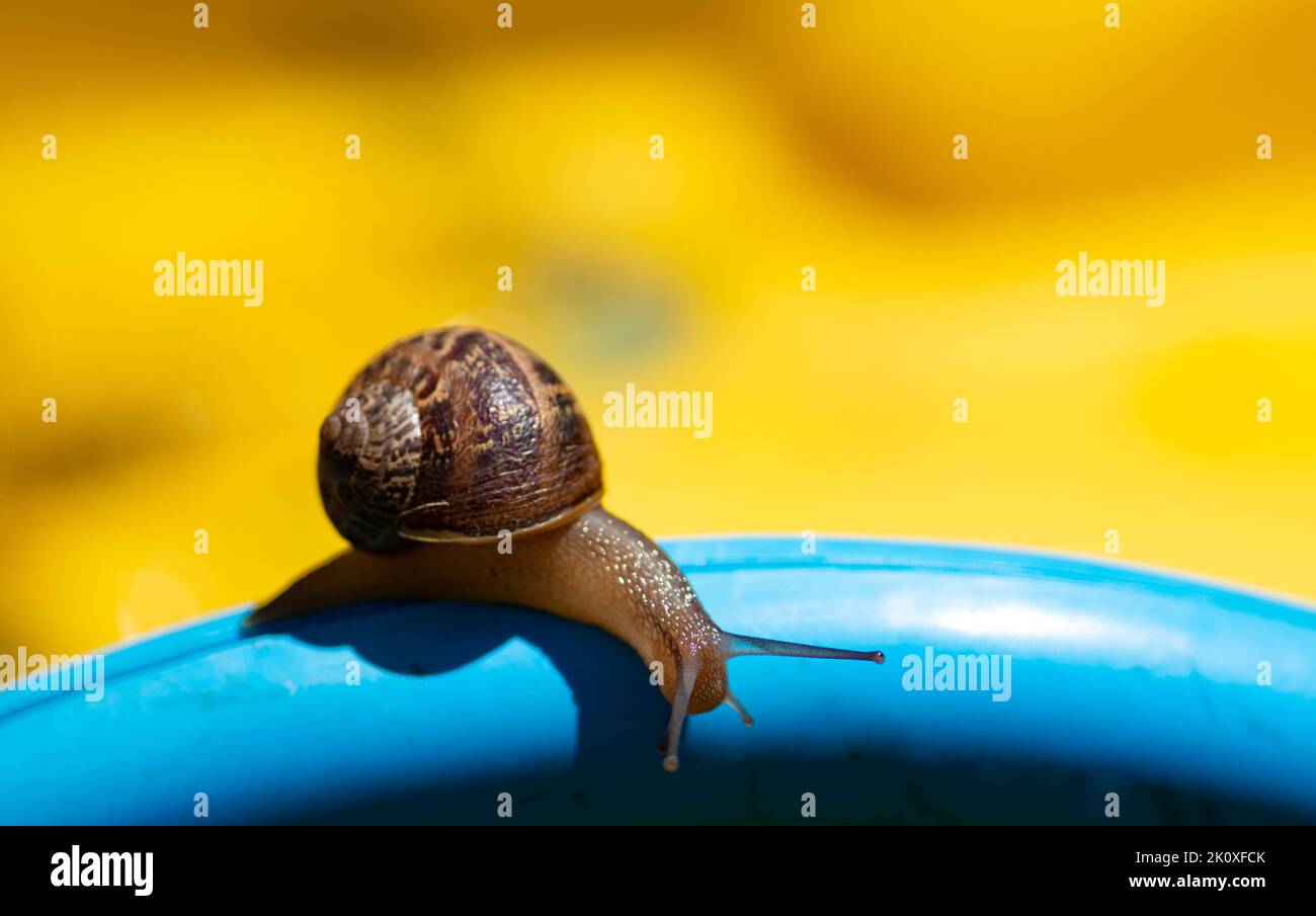 Macro photo of a snail slithering on an object against a background of ...
