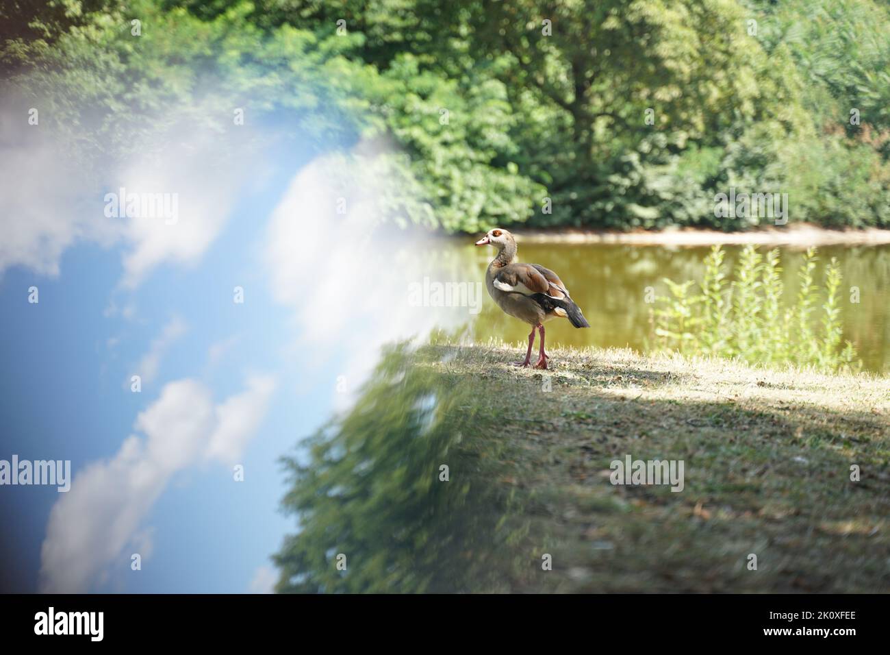 A Egyptian goose standing on the grass in front of the lake and a sky ...