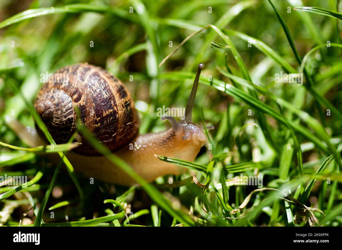 Macro photo of a snail slithering on the grass Stock Photo - Alamy
