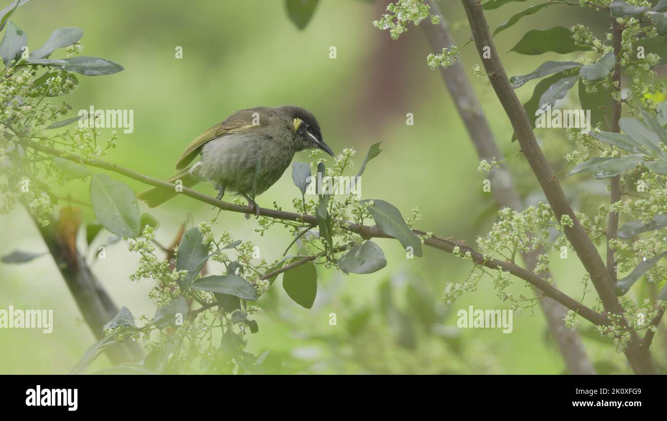 high frame rate side view of a lewin's honeyeater feeding on flowers ...