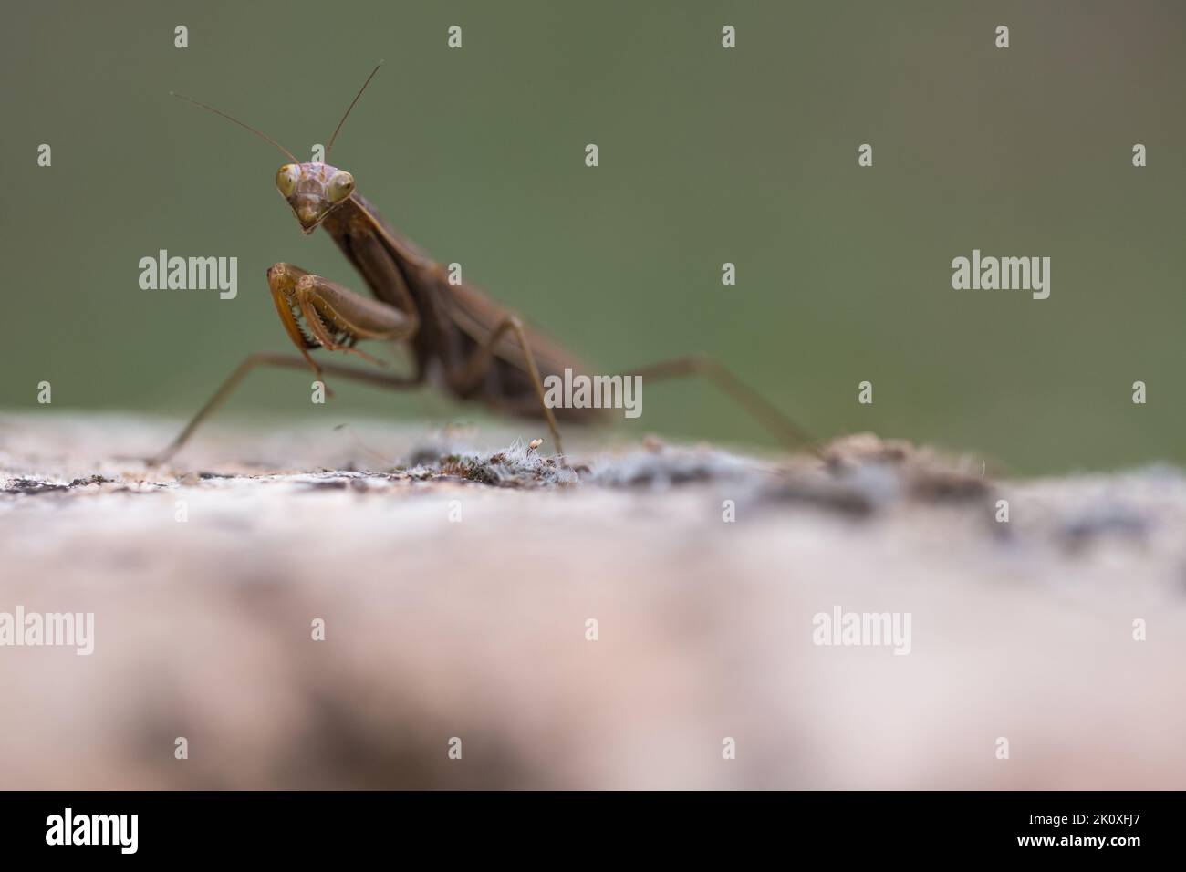 A portrait of a praying mantis Stock Photo - Alamy