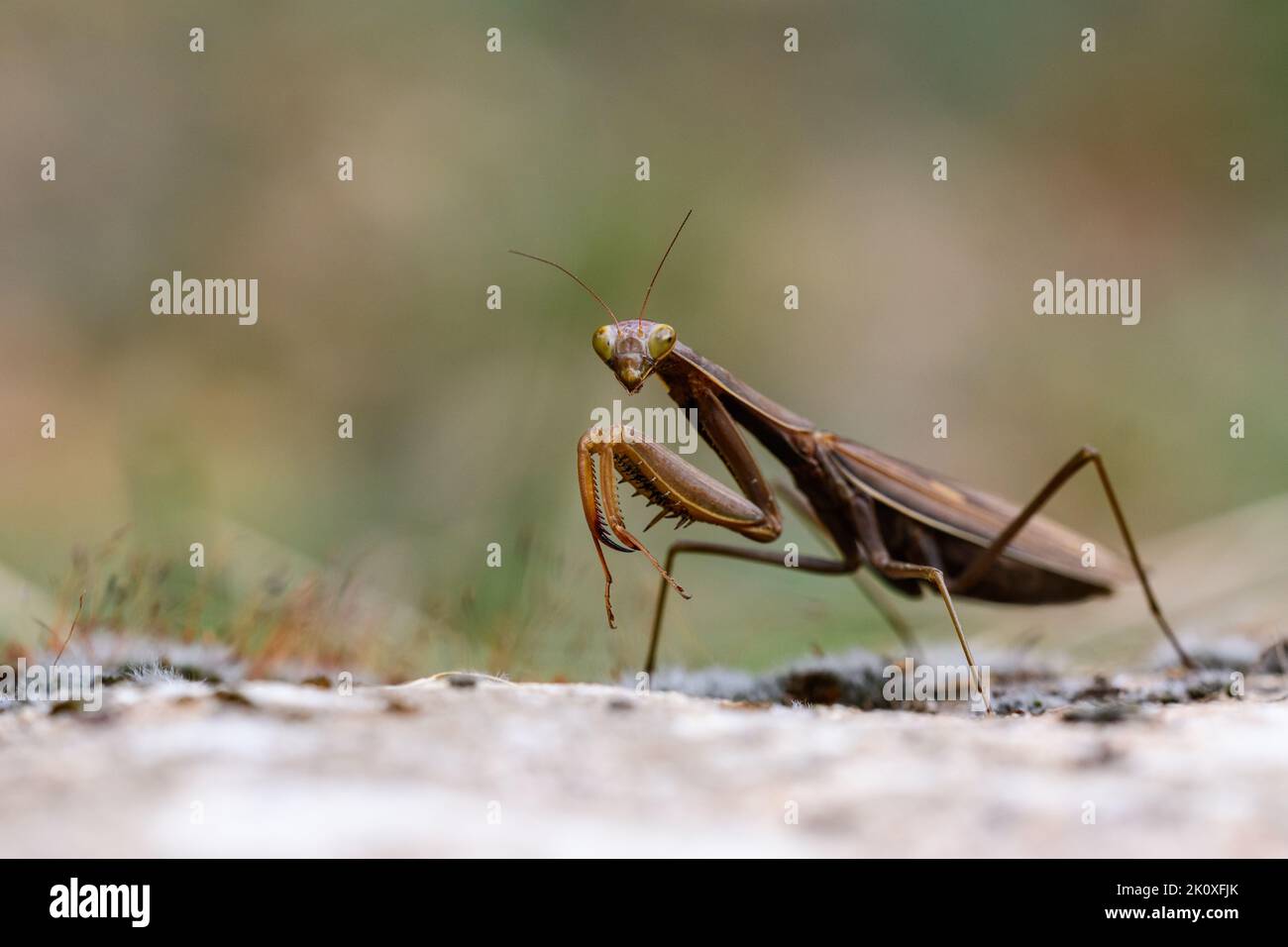 A portrait of a praying mantis Stock Photo - Alamy