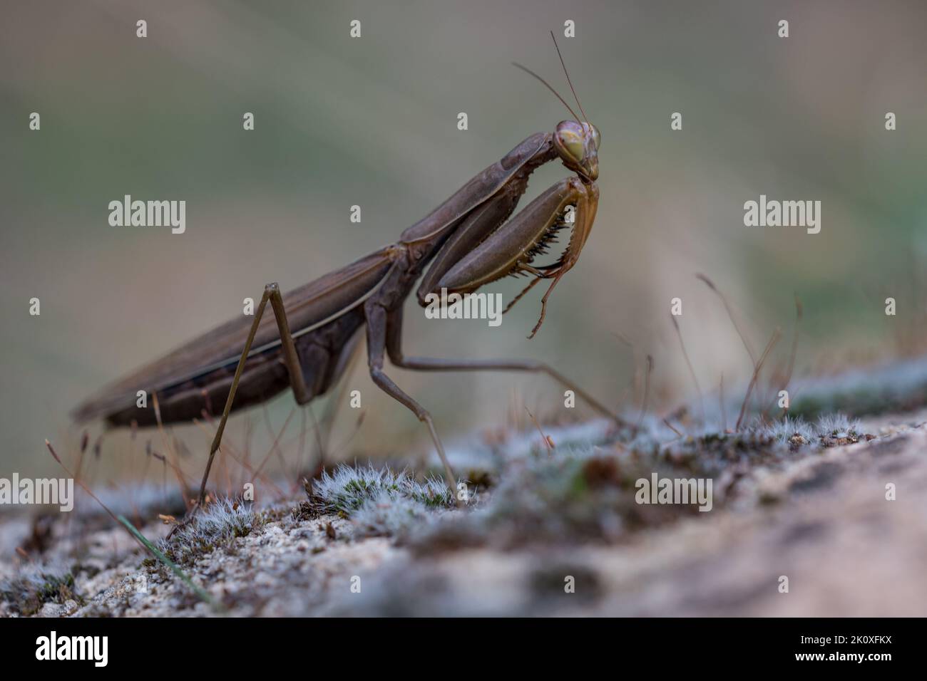 A portrait of a praying mantis Stock Photo - Alamy