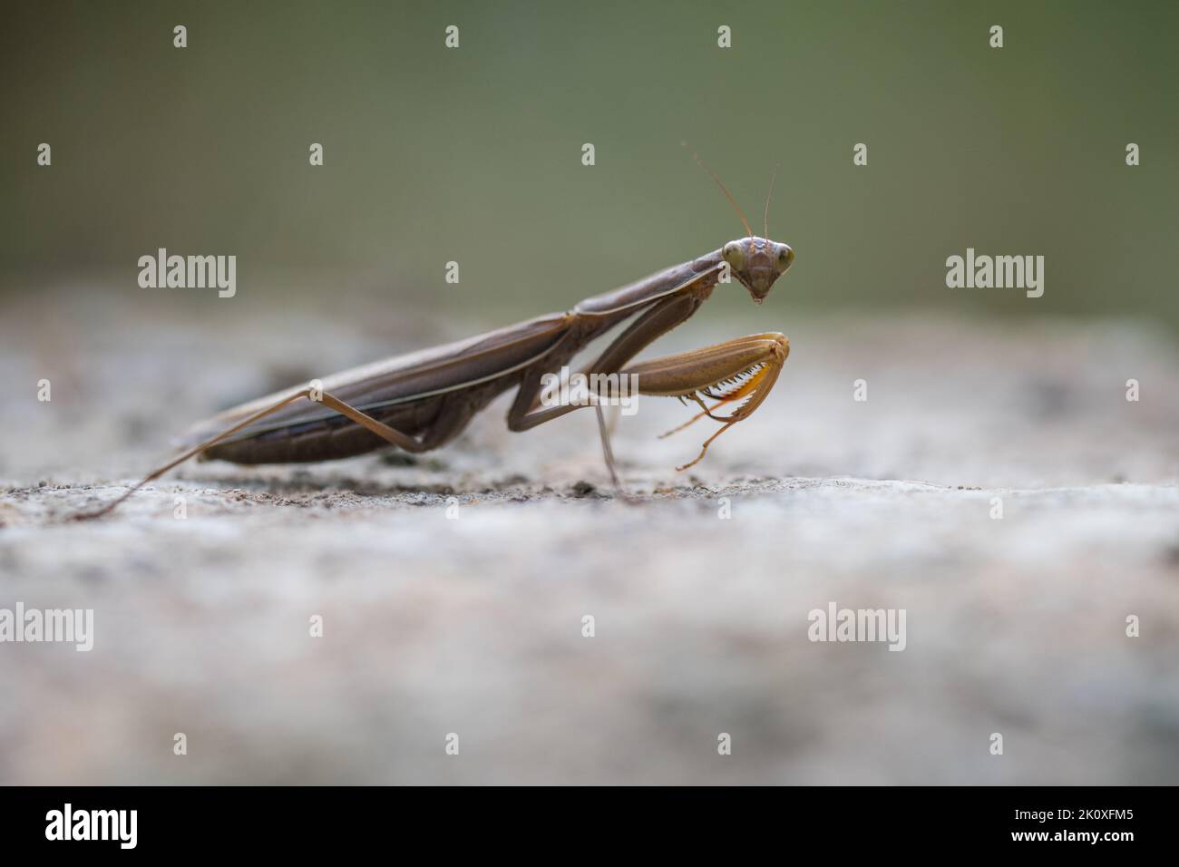 A portrait of a praying mantis Stock Photo - Alamy
