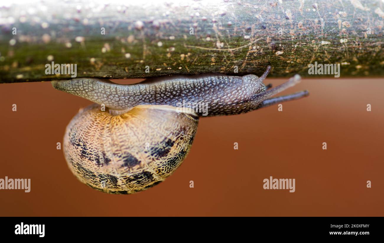 Macro photo of a snail slithering upside down on a branch Stock Photo ...