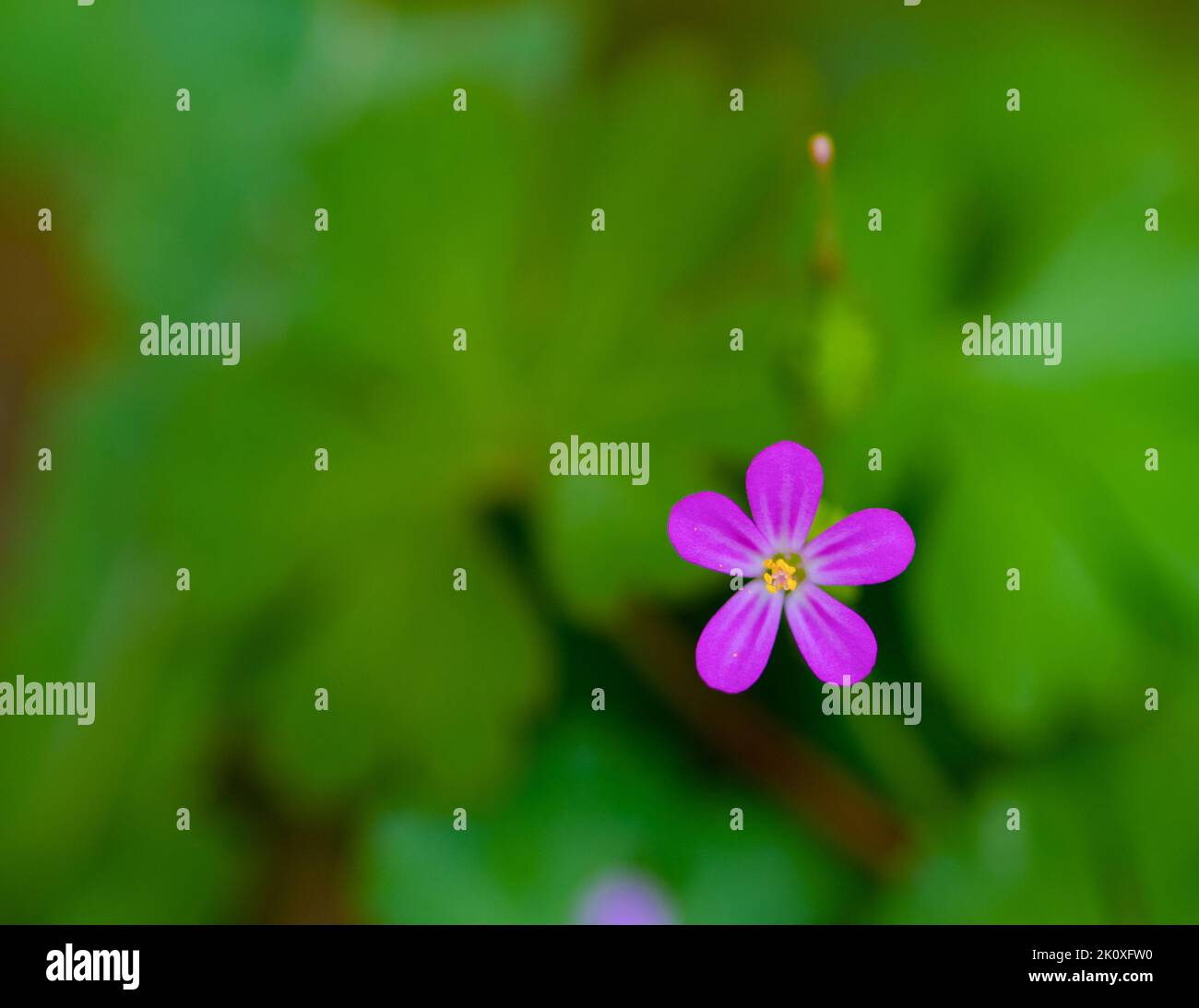 Macro photo of a violet flower on a green background Stock Photo - Alamy