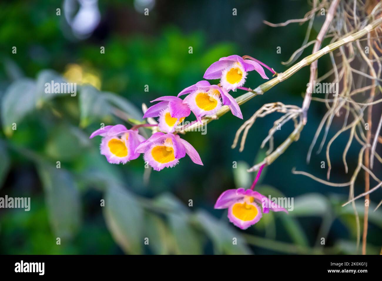 Orchid flower, rare species. Tropical floral background Stock Photo - Alamy