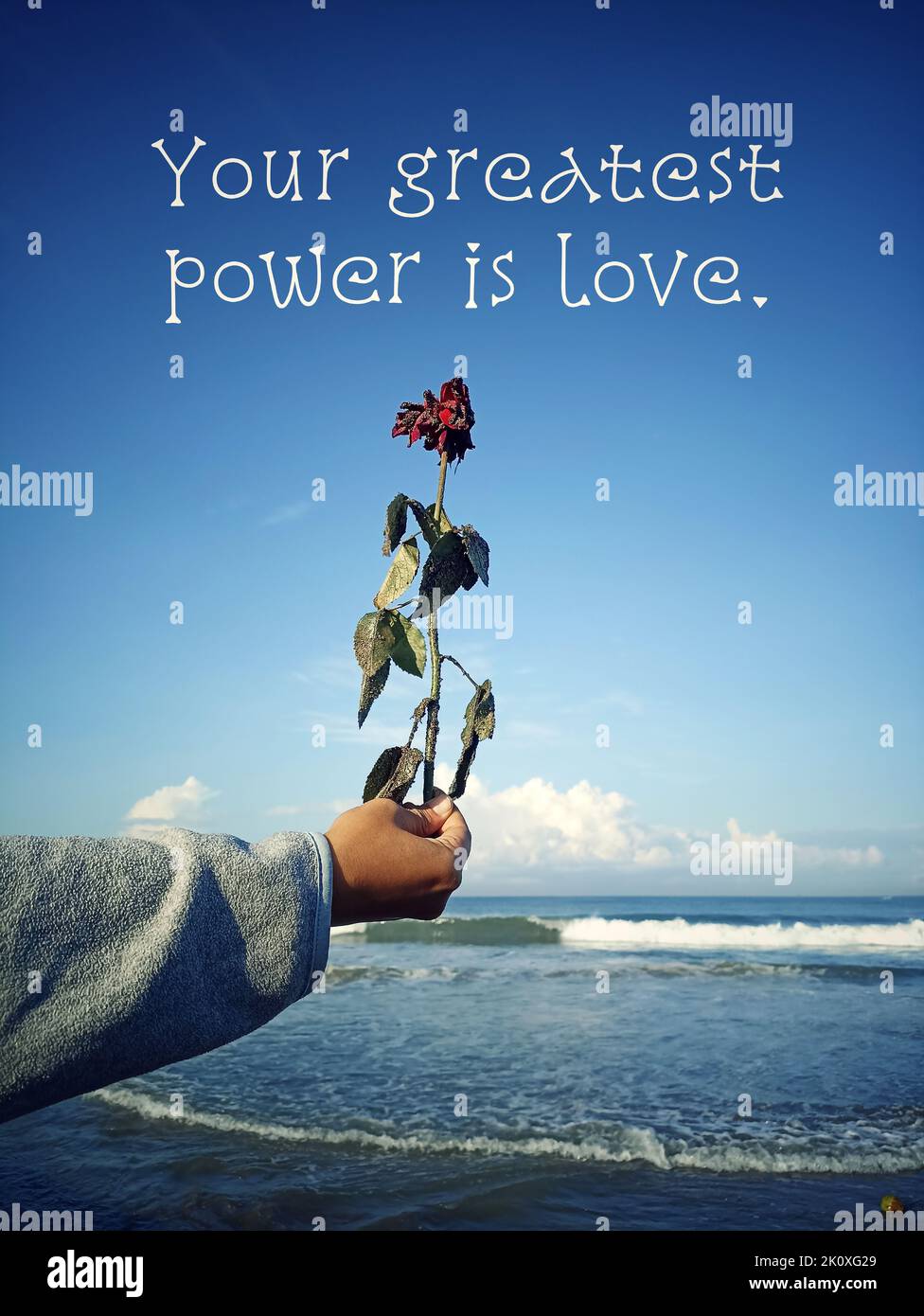 Red Rose Wallpaper With Love Quotes