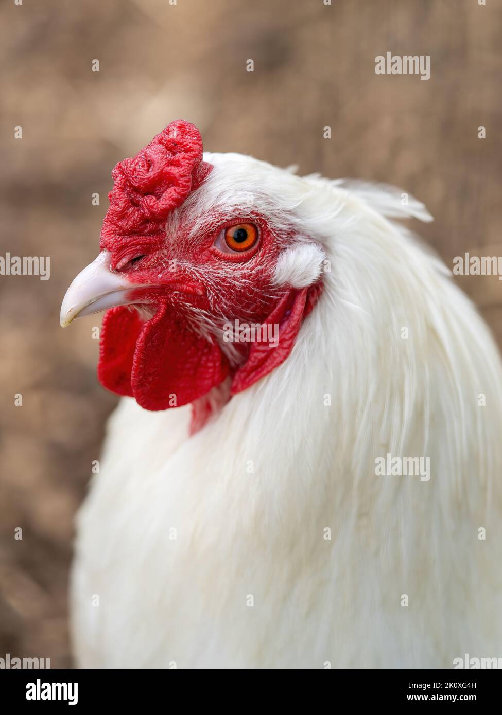 A white rooster hi-res stock photography and images - Alamy
