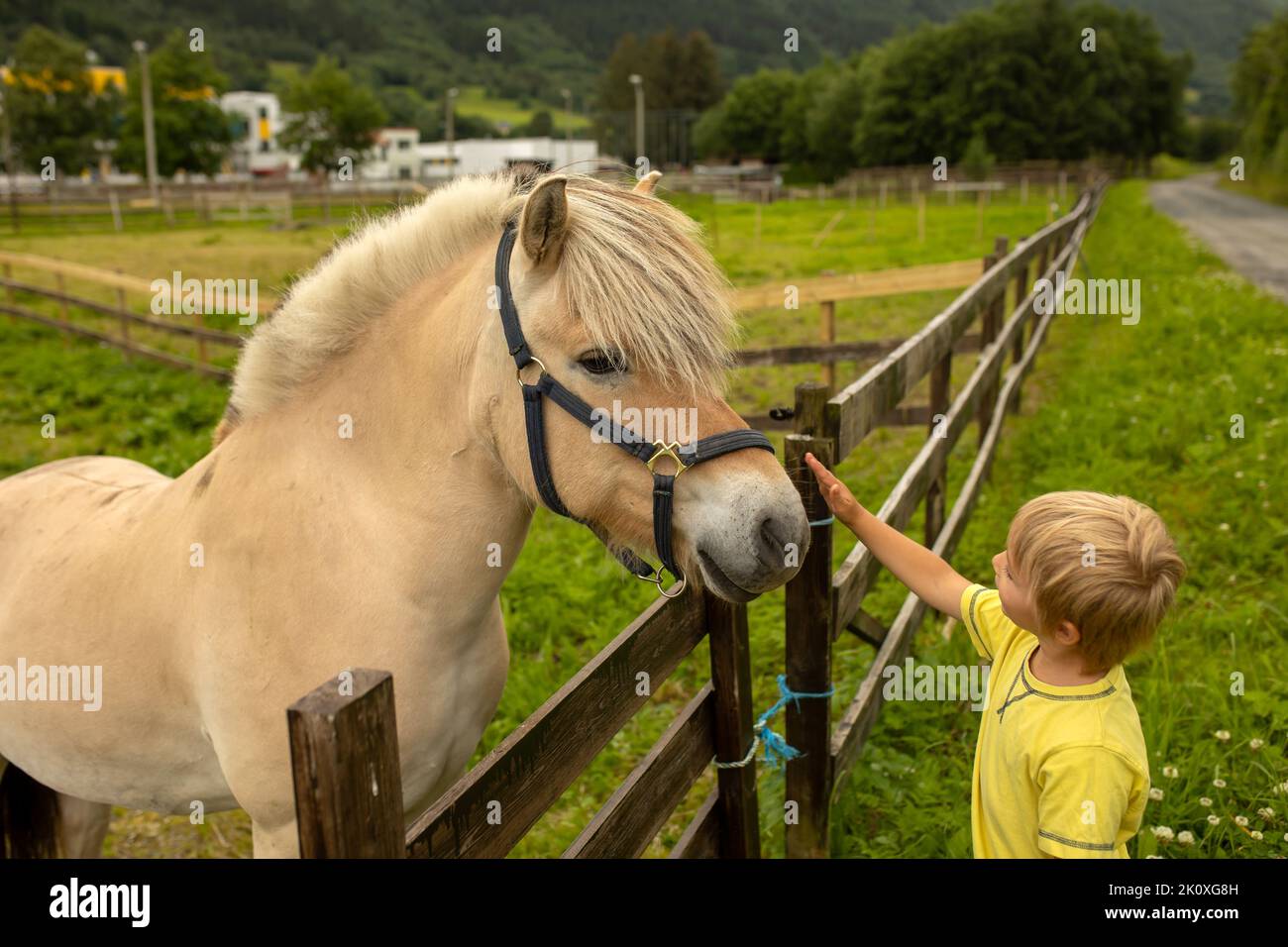 Child, toddler, looking at beautiful horses, caressing them Stock Photo ...