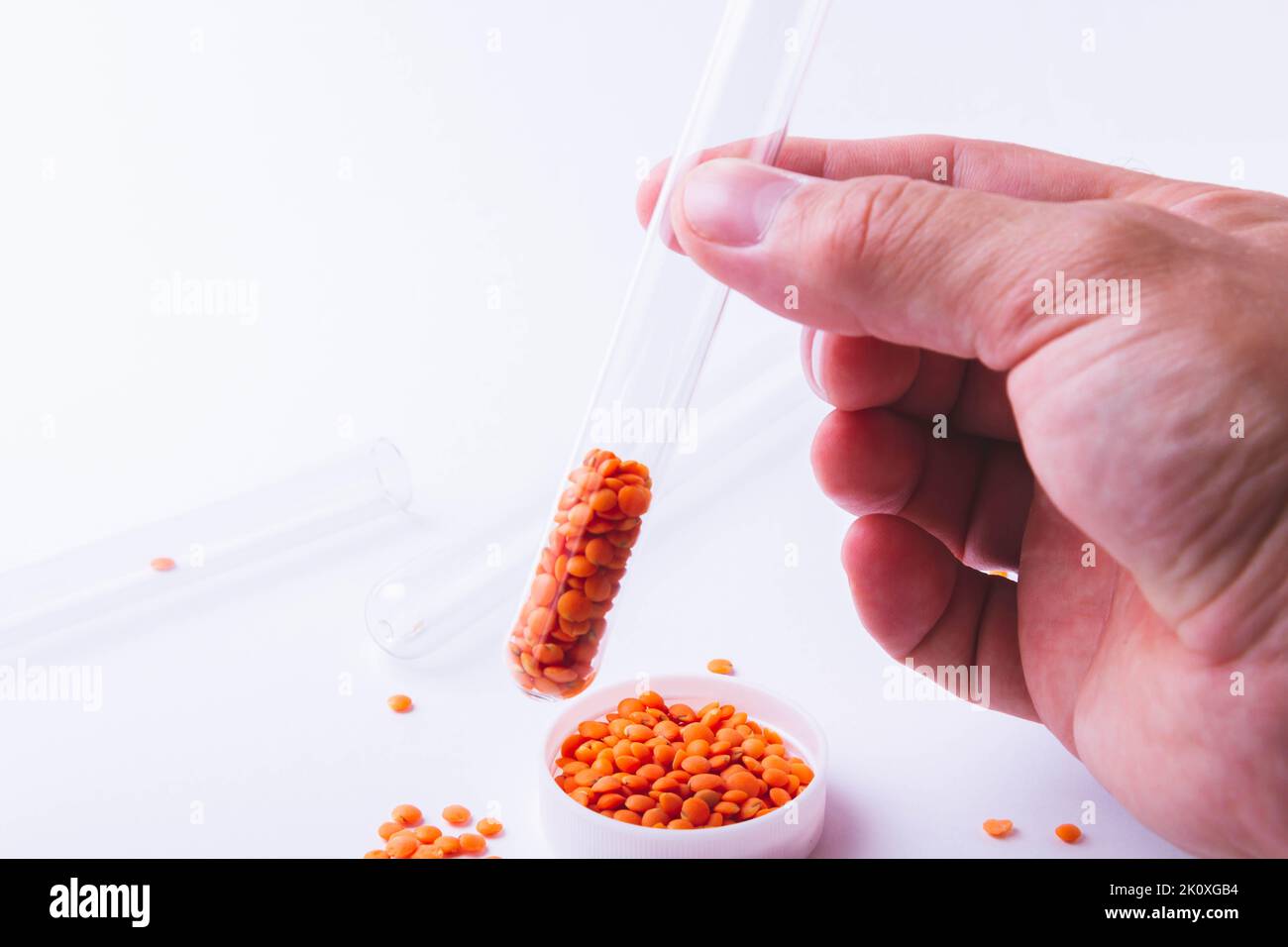 The scientist examines the seeds. Checking plants for diseases. Seed ...