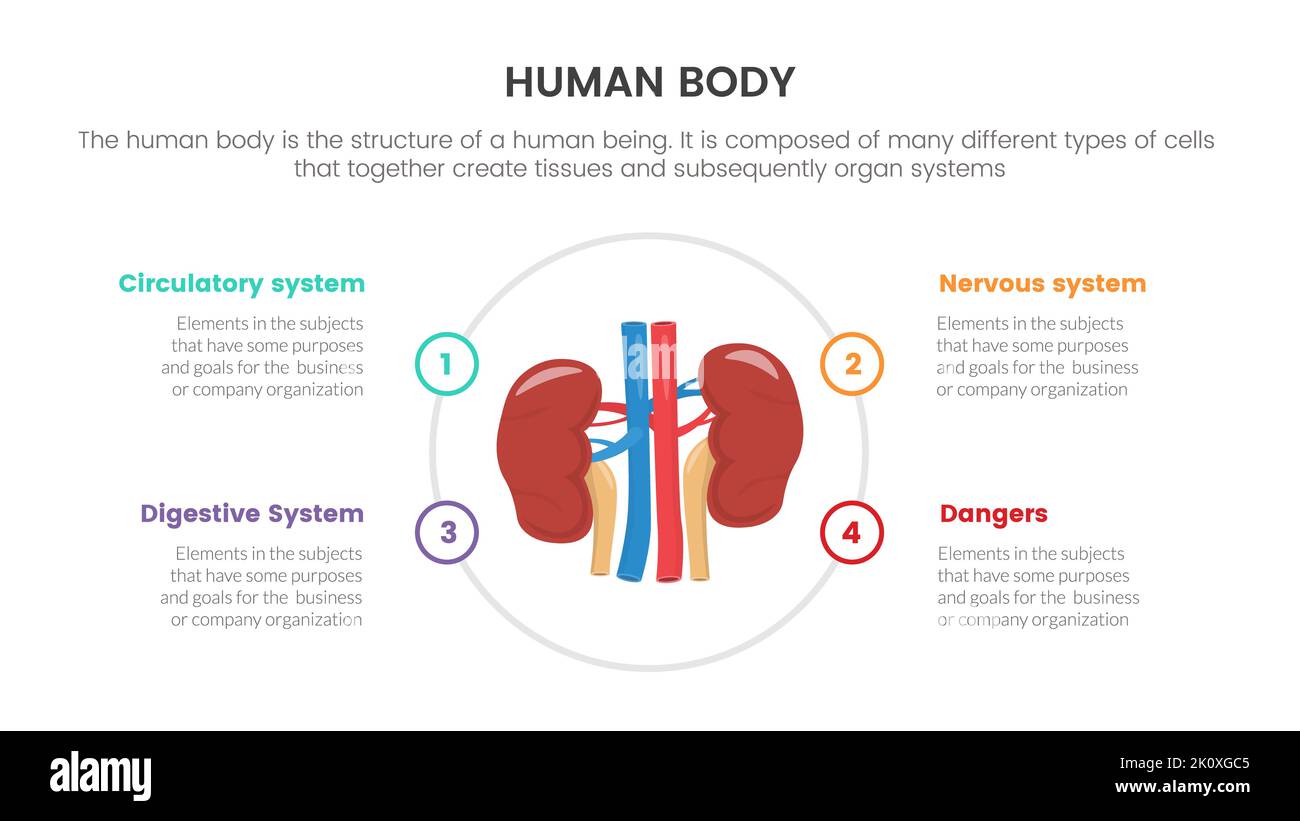 kidneys human anatomy infographic concept for slide presentation with 4 ...