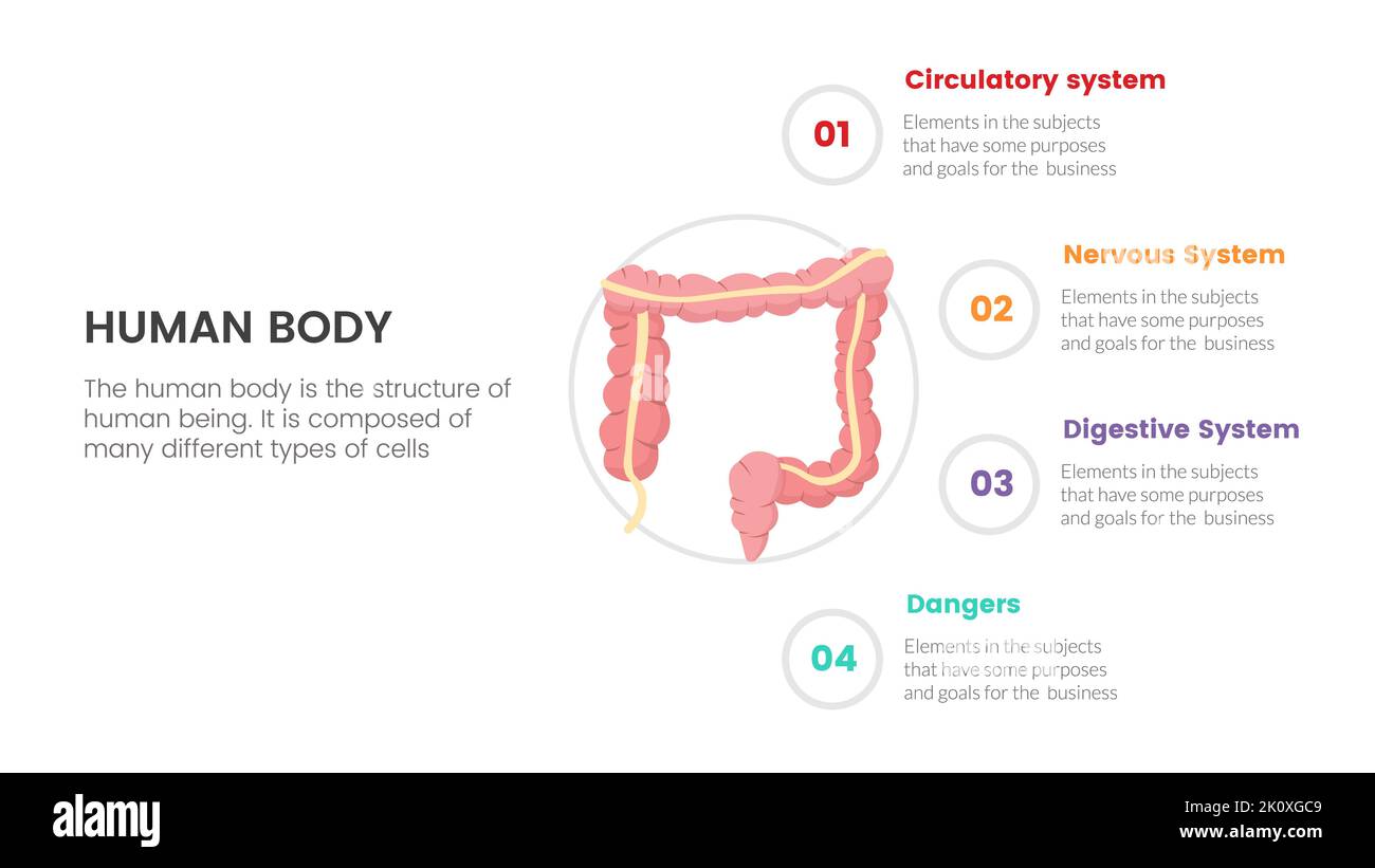 intestine gut human anatomy infographic concept for slide presentation ...