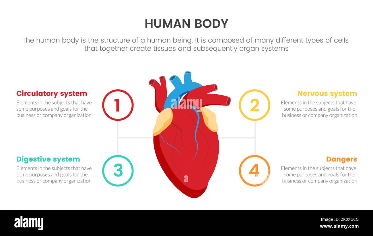 heart human anatomy infographic concept for slide presentation with 4 ...