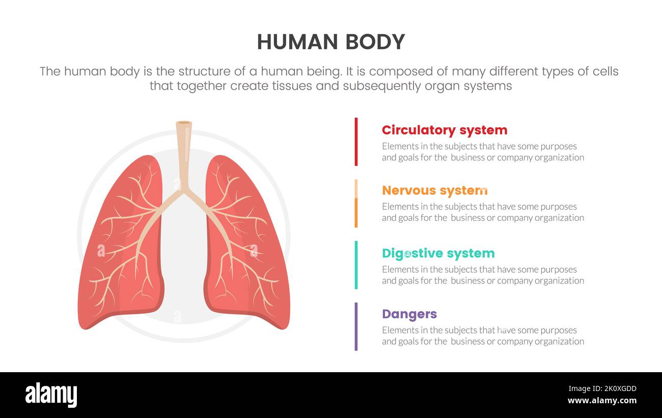 lungs human anatomy infographic concept for slide presentation with 4 ...
