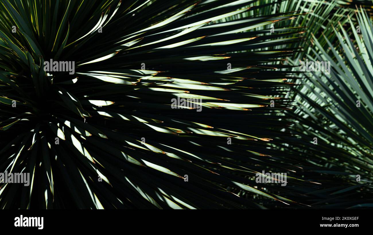Tropical palm leaves texture background Stock Photo - Alamy
