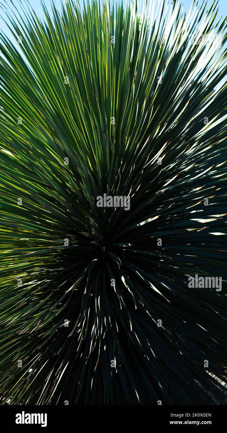 Tropical palm leaves texture background Stock Photo - Alamy