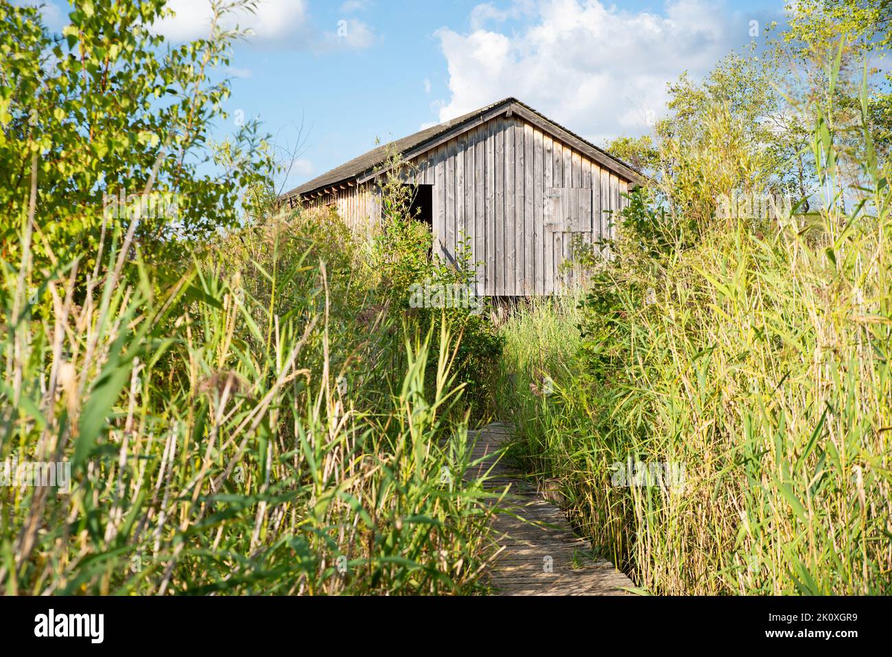 Haff Reimech, wetland in Luxembourg, path on a jetty through reed ...
