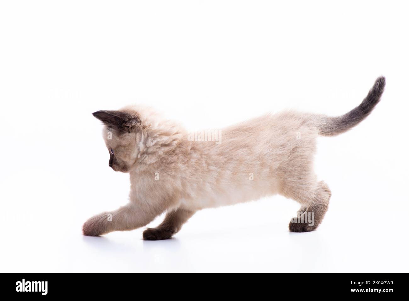 Funny little fluffy Siamese kitten runs and jumps playfully. Cat games ...