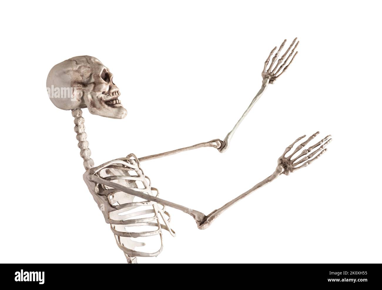 Skeleton isolated on white background. Anatomy, medical education ...