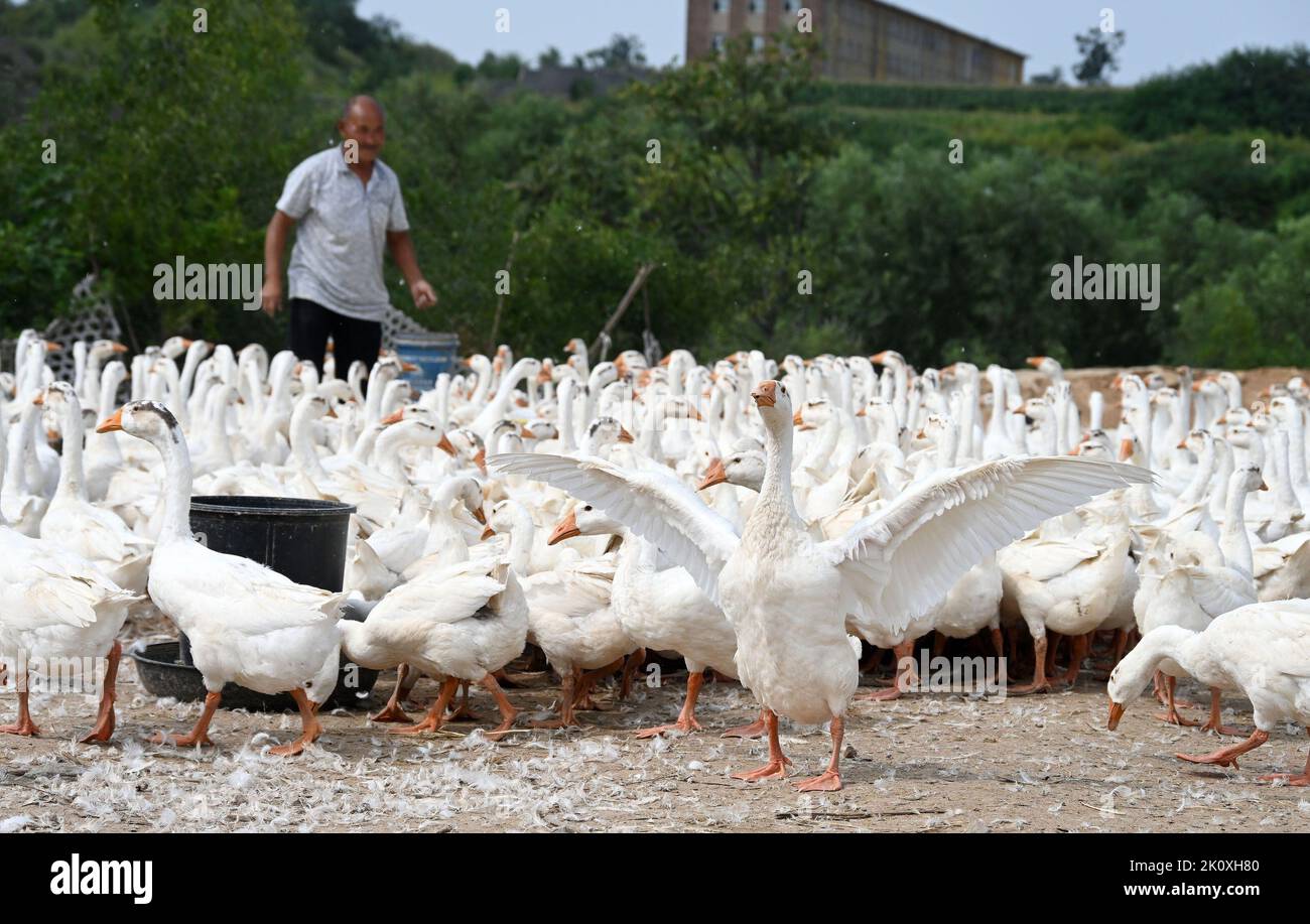 HANDAN, CHINA - SEPTEMBER 14, 2022 - Villagers tend a flock of geese in ...