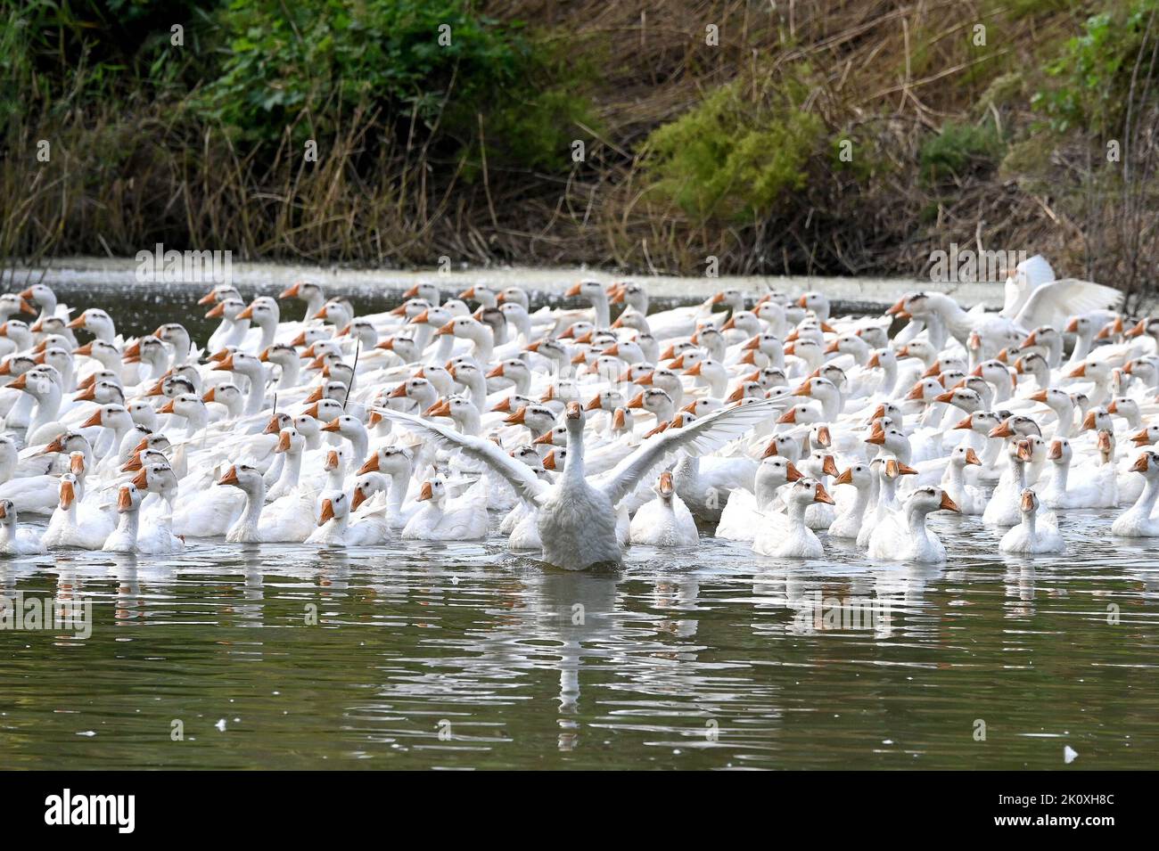 HANDAN, CHINA - SEPTEMBER 14, 2022 - Geese are seen at a goose breeding ...