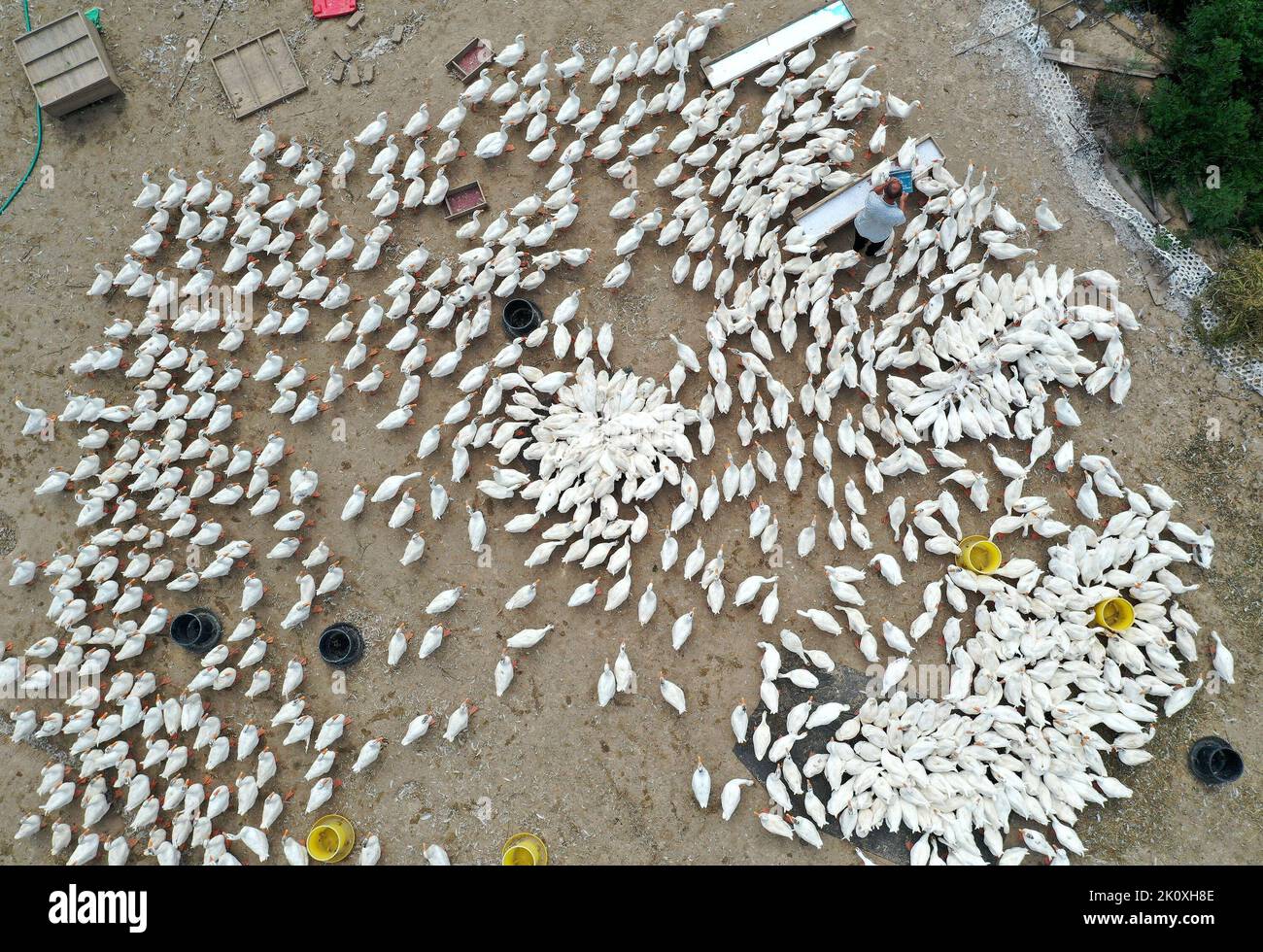 HANDAN, CHINA - SEPTEMBER 14, 2022 - Aerial photo shows villagers ...