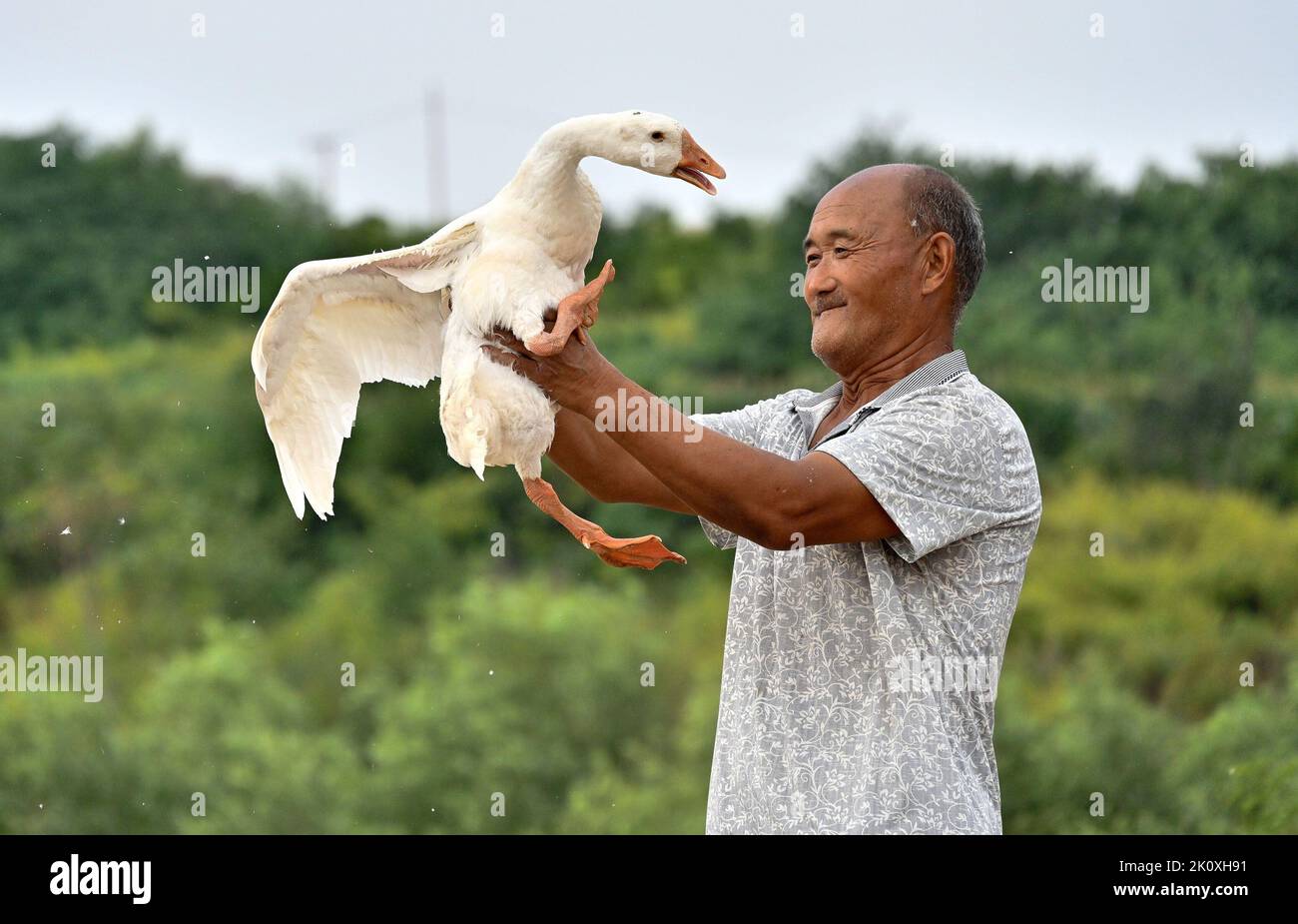 HANDAN, CHINA - SEPTEMBER 14, 2022 - A villager checks the growth of ...
