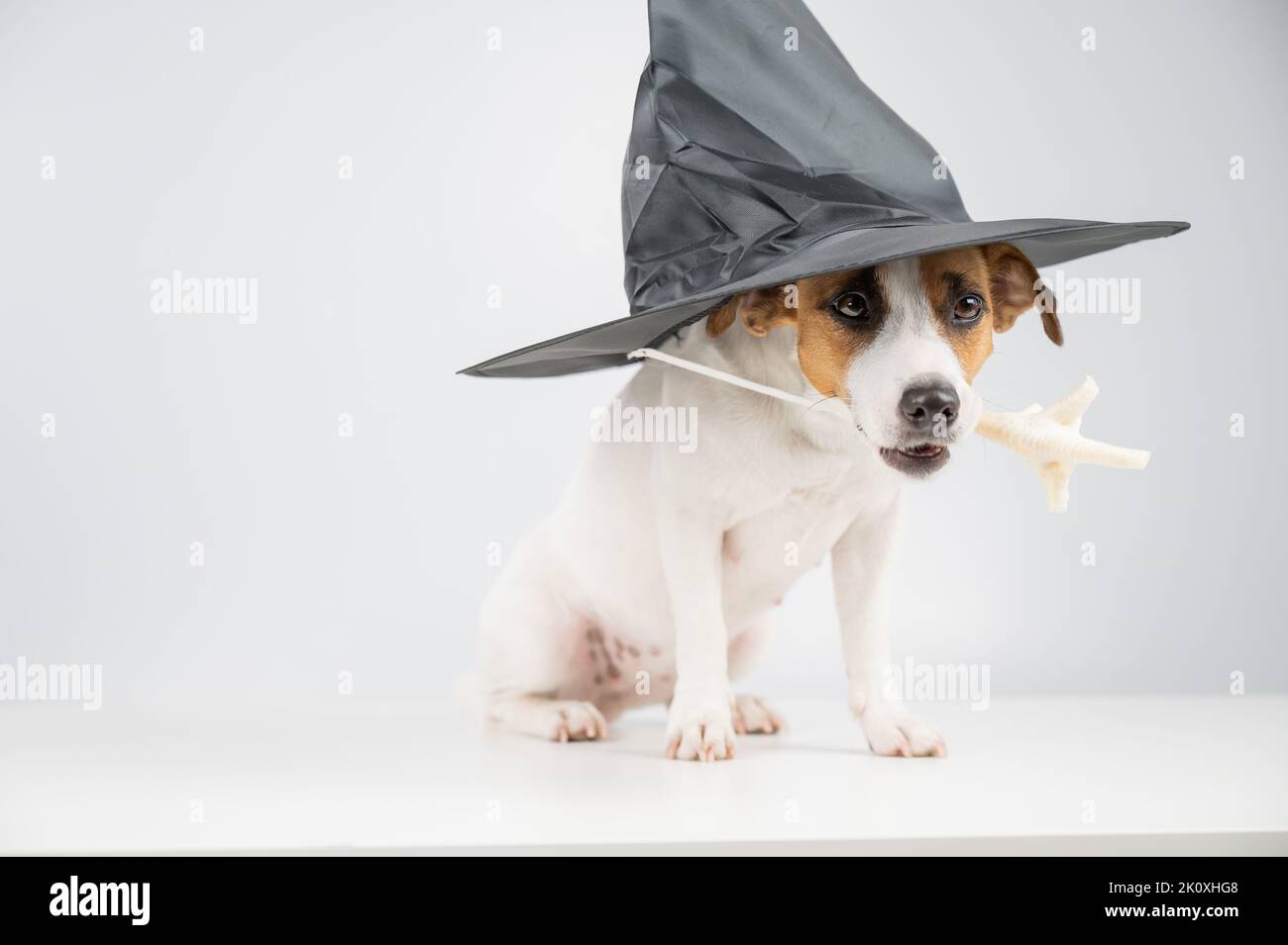 Jack russell terrier dog in witch hat holding chicken paw for casting ...