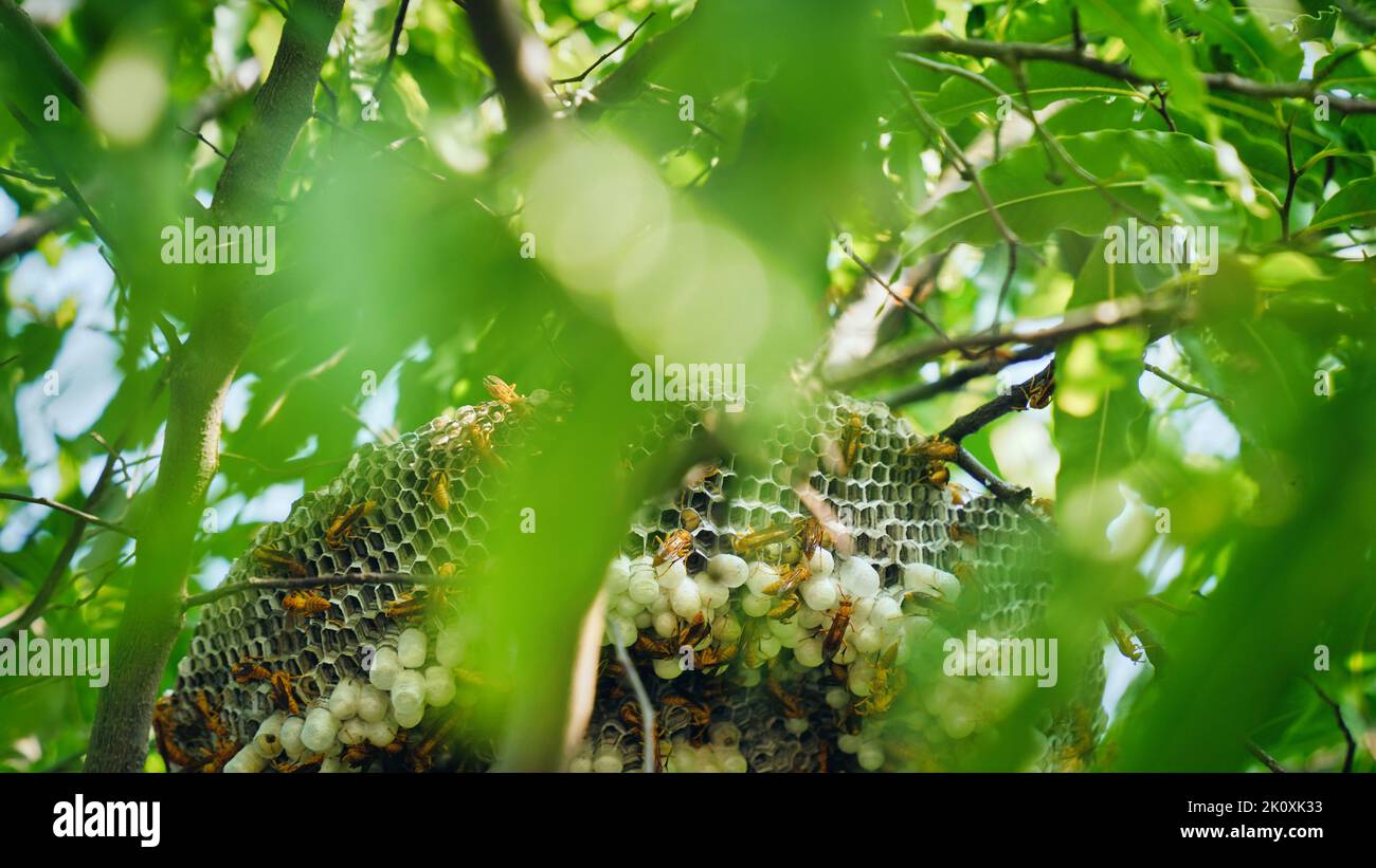 European wasp or Vespula germanica building a nest to start a new ...