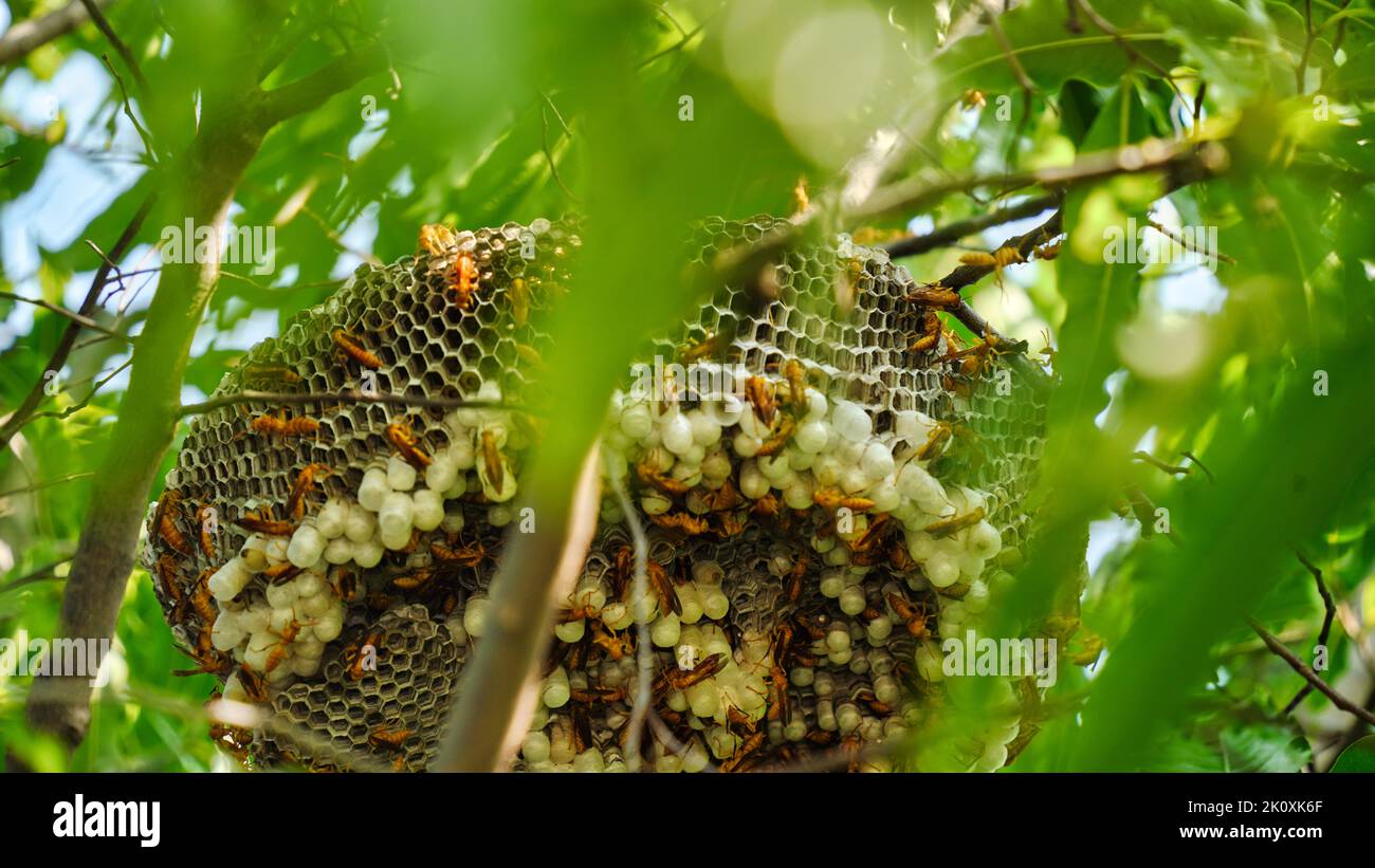 Wasp nest with wasps sitting on it. Wasps hive. The nest of a family of ...
